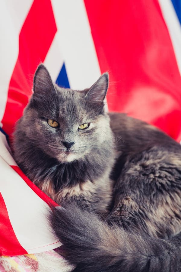 Cat on union jack stock image. Image of flier, jack, flag - 41349653