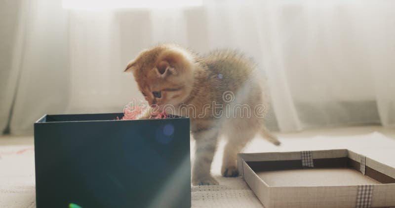 The Cat Unpacks the Gift, Looks into the Box Stock Video - Video of ...