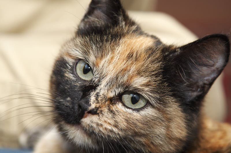 Cat of unusual color stock image. Image of stripes, portrait - 7207775