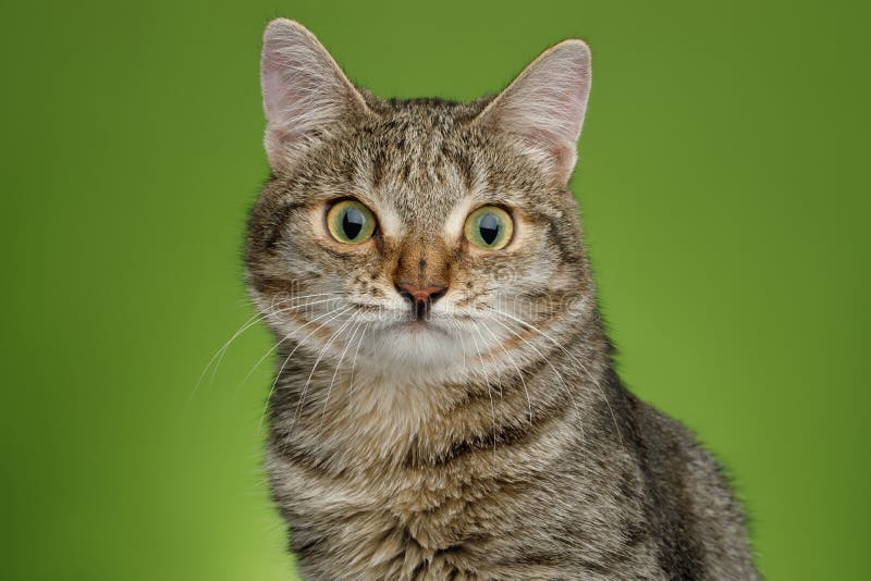 234 Wide Nose Roman Mix Stock Photos - Free & Royalty-Free Stock Photos ...