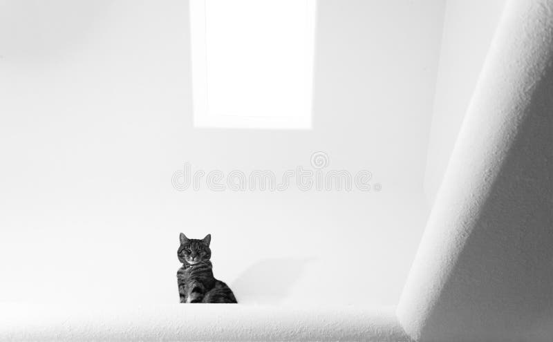 Cat up above stock image. Image of animal, shapes, feline - 51217337
