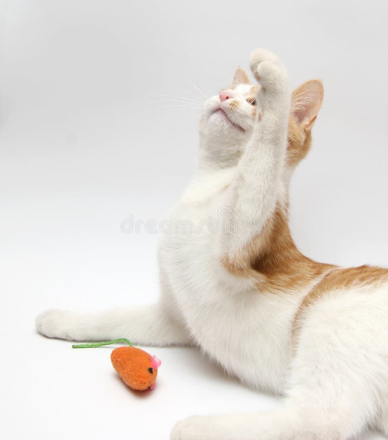 Cat with up paw stock image. Image of face, animal, young - 6902945
