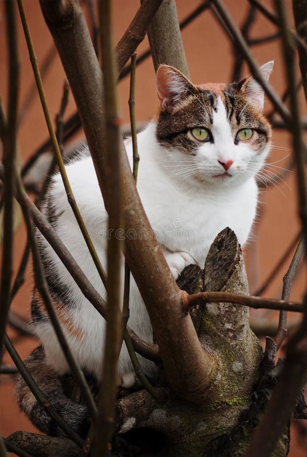 Cat up a tree stock photo. Image of white, tortie, branches - 17349940