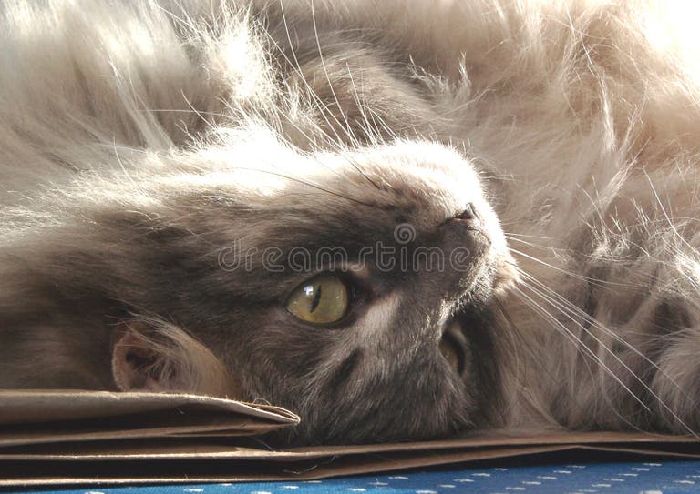399 Upside Down Cute Cat Face Stock Photos - Free & Royalty-Free Stock ...