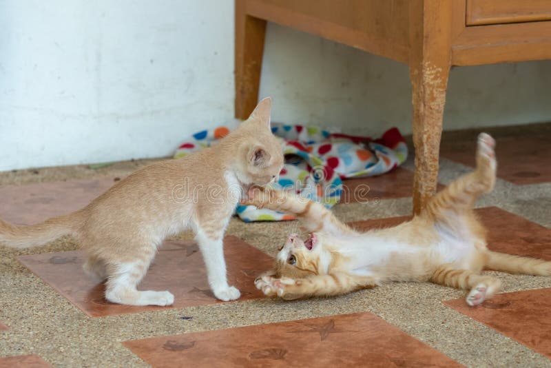 Cat upside down stock photo. Image of upside, brown - 117222784