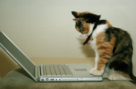 Cat using the computer stock image. Image of keyboard, study - 296803