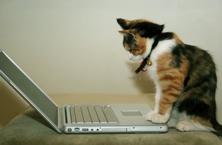 Cat using the computer stock image. Image of keyboard, study - 296803
