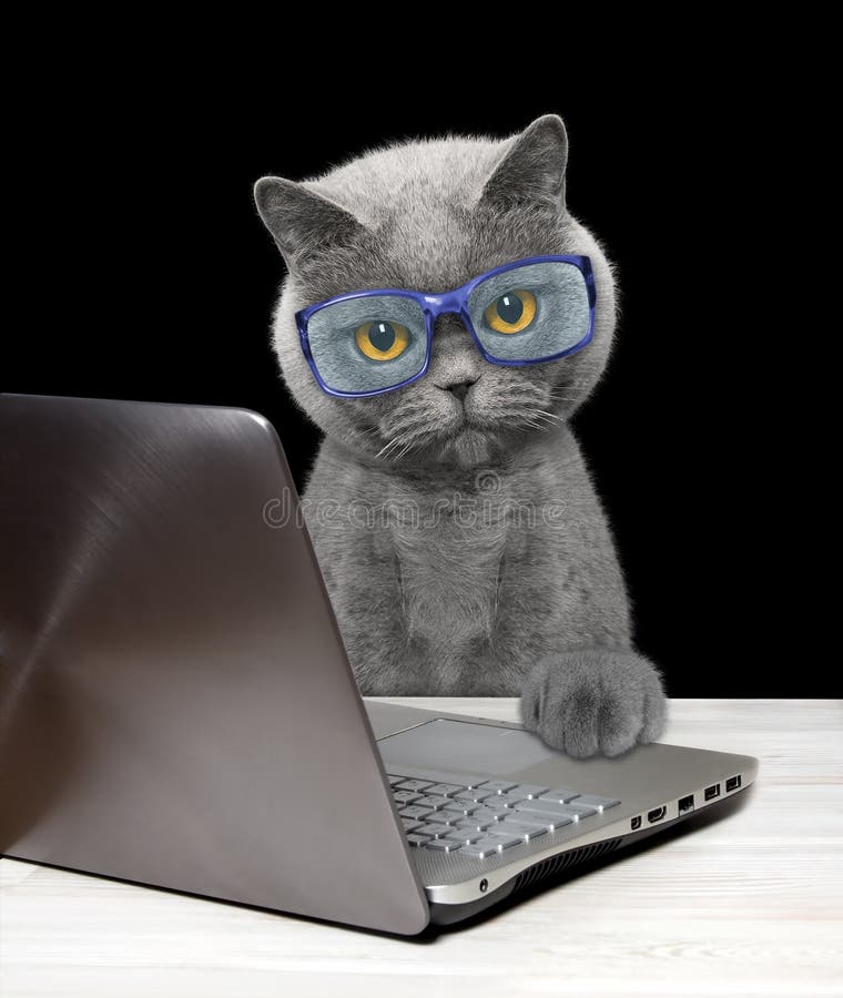 Cat Using Laptop or Notebook Stock Photo - Image of notebook, page ...