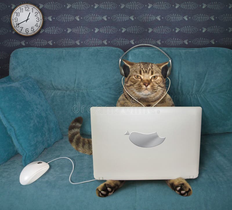 Cat using laptop on sofa 3 stock image. Image of hotel - 188448993