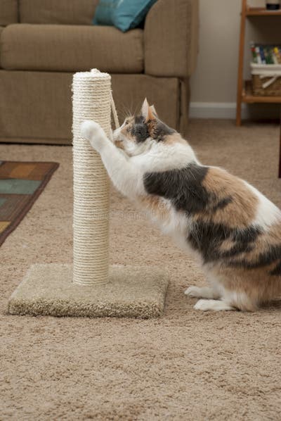 Cat using scratching post stock image. Image of wall - 37855755