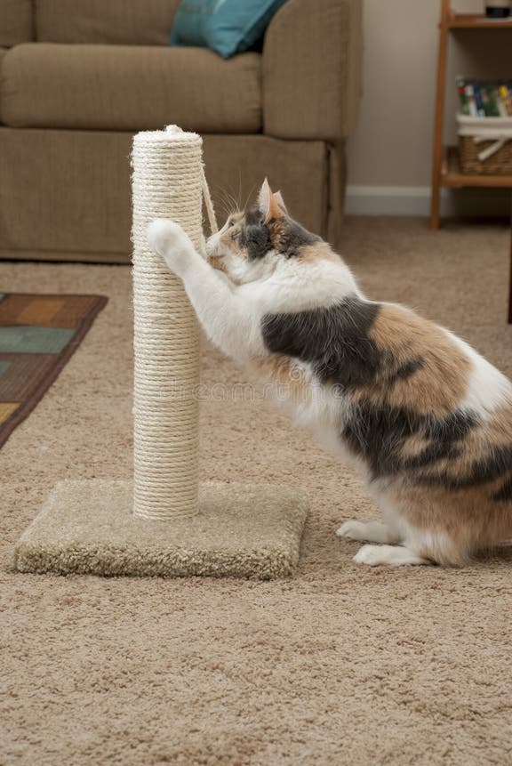 Cat using scratching post stock image. Image of wall - 37855755