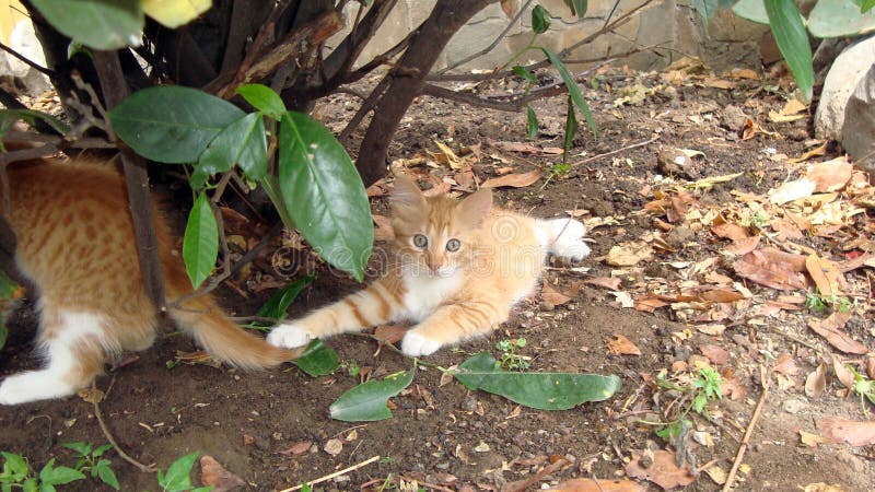 A cat in various poses stock photo. Image of kitty, pose - 116973480