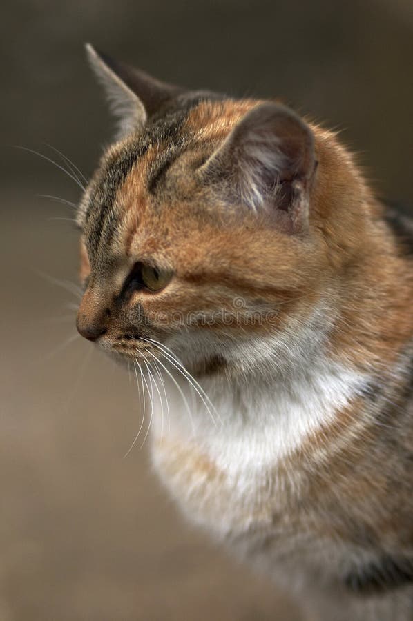 Cat vertical portrait stock photo. Image of portrait, animals - 2151684