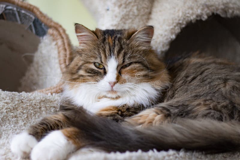 Portrait of the wise cat stock image. Image of wise - 215895789