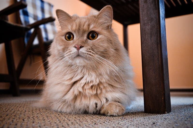 Cat stock image. Image of adorable, mammals, animals - 50930767