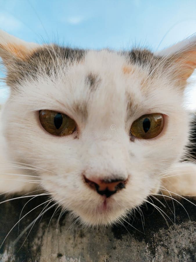 This Cat is Very Handsome when Posing in Front of the Cameras in Broad ...