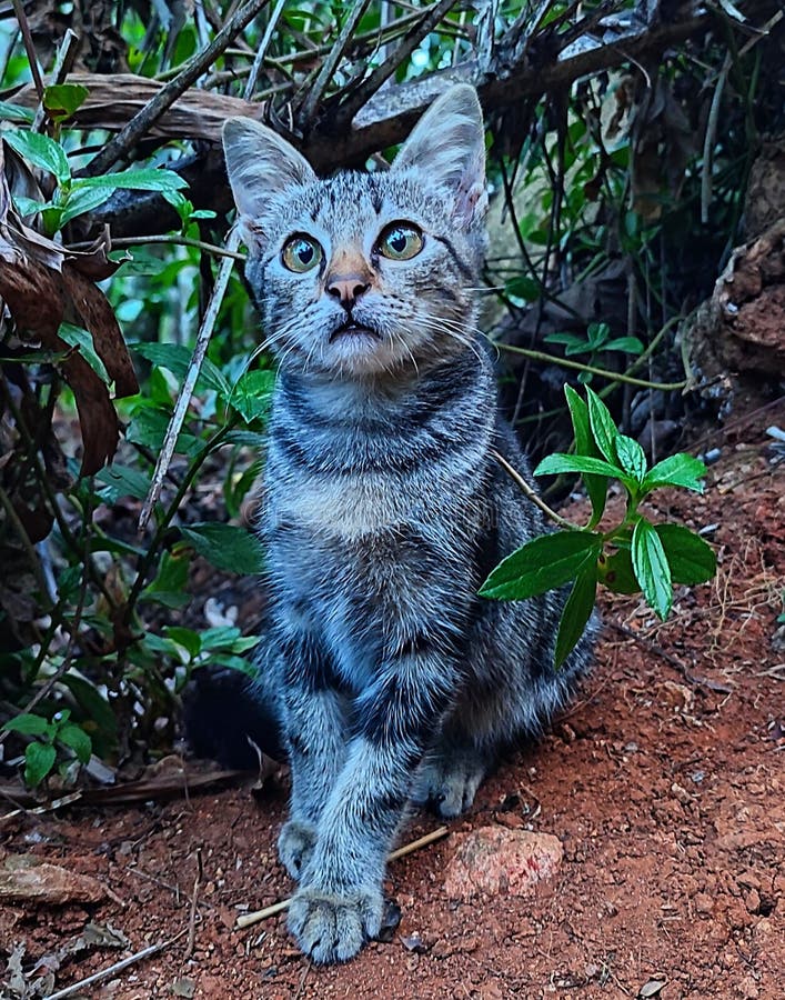 A Cat with Very Sharp Eyes Staring at Its Prey Stock Image - Image of ...