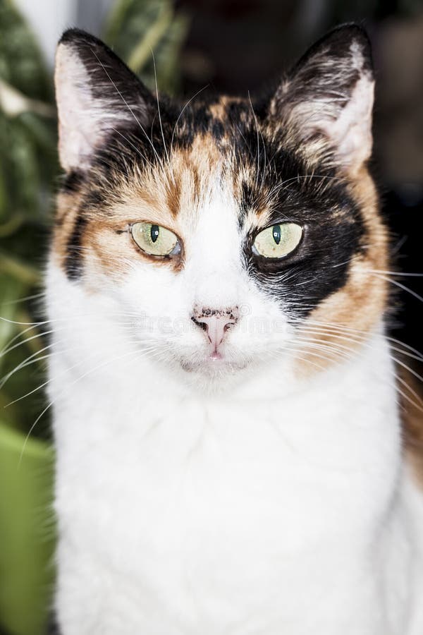 Cat stock image. Image of breed, eyes, tabby, ears, tail - 50409529