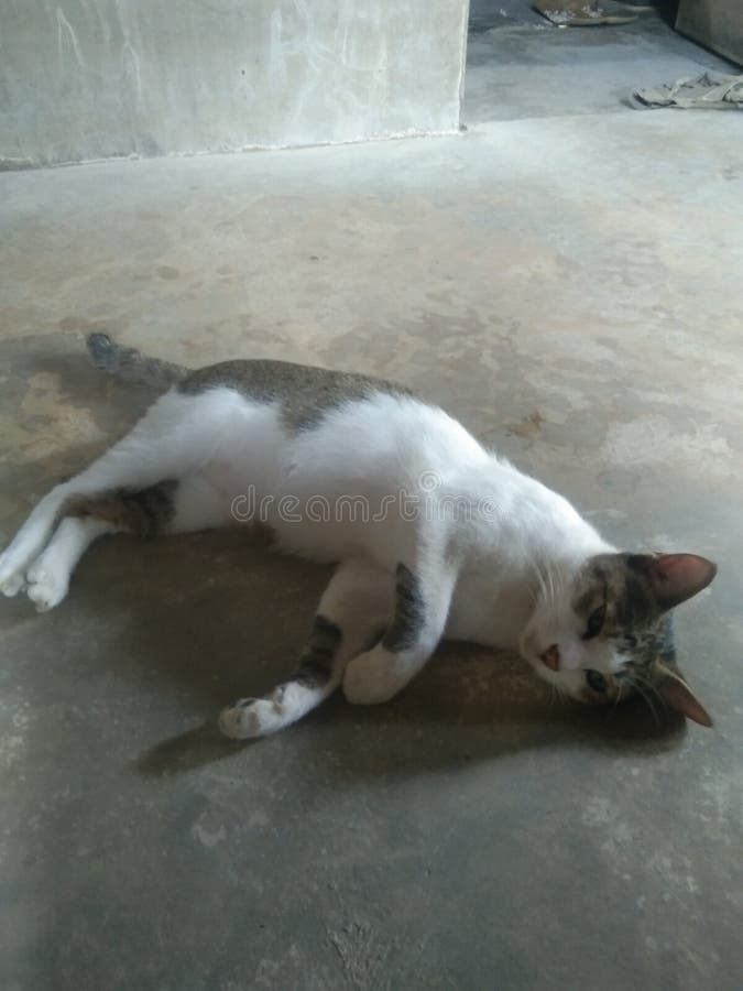 This Cat is Very Sleepy and Doesn& X27;t Want To Be Disturbed Stock ...