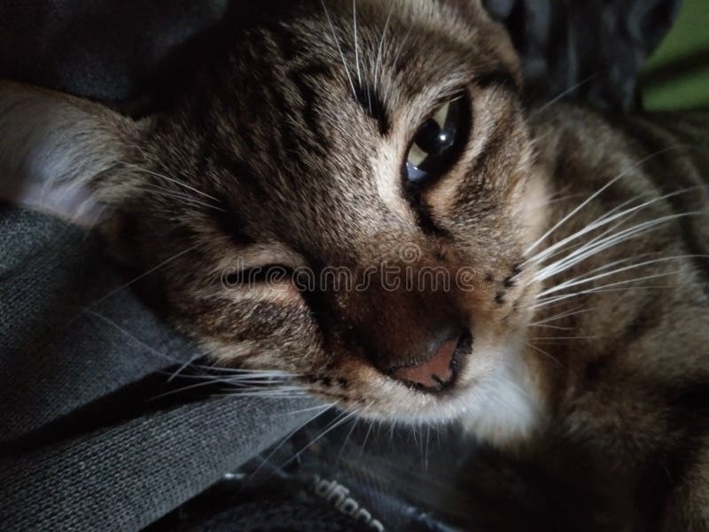 A Cat that is Very Sleepy at Night Stock Photo - Image of sleepy, night ...