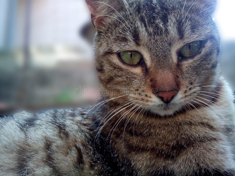 Cat stock image. Image of model, animal, cute, serious - 71562427