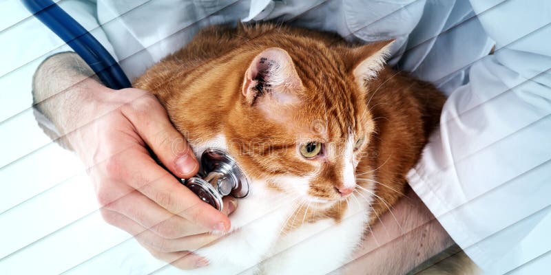 Cat at the Vet Clinic, Geometric Pattern Stock Image - Image of clinic ...