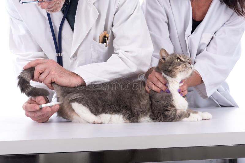 Cat at the vet clinic stock image. Image of clinic, taking - 81689659
