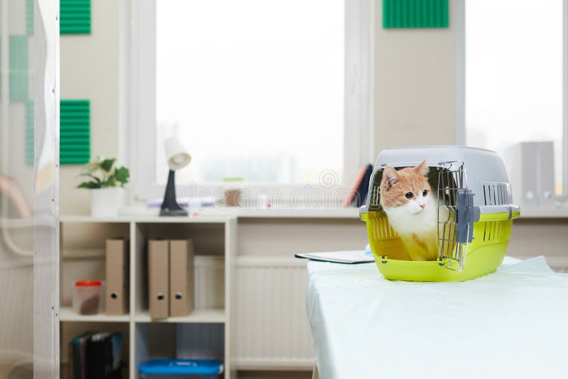 Cat in vet clinic stock photo. Image of cute, clinic - 177025760