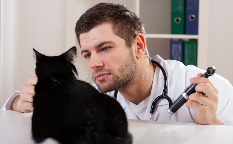 Cat at the vet stock photo. Image of looking, look, care - 40563242