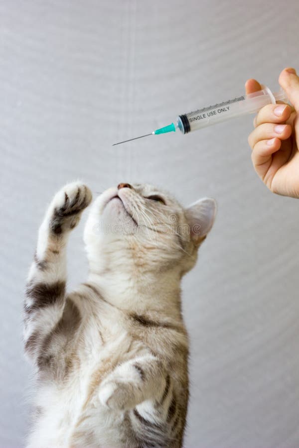 Cat in Veterinary Clinic. Cat and Syringe. Stock Photo - Image of ...