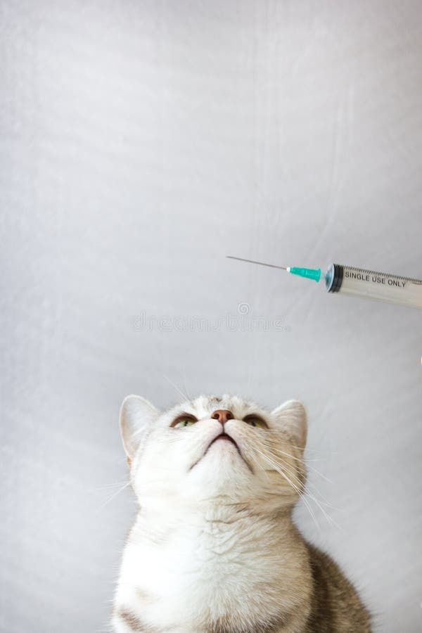 Cat in Veterinary Clinic. Cat and Syringe. Stock Image - Image of care ...