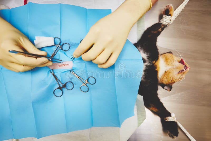 Cat in veterinary hospital stock photo. Image of narcotic - 67250398