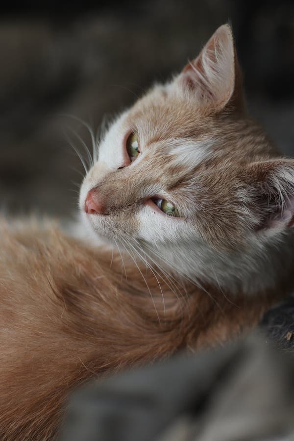 Cat view stock photo. Image of snout, whiskers, nose - 290238558