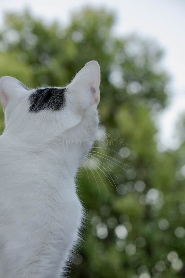 Cat profile view stock photo. Image of green, kitty, young - 74030320