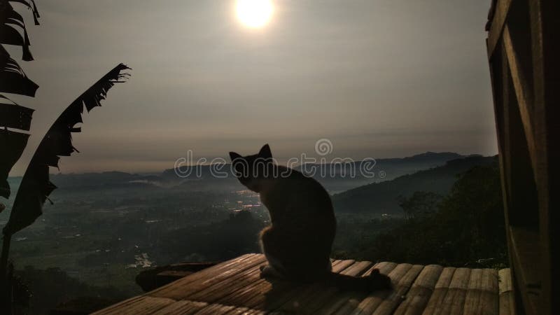 Cat and View Sunrise Beautiful Stock Image - Image of view, sunrise ...