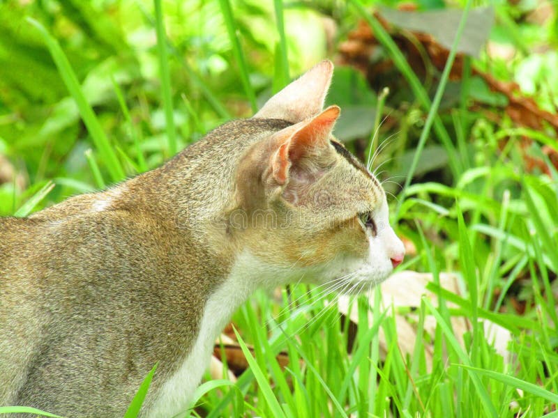 Cat in the village stock image. Image of grass, animal - 385092875