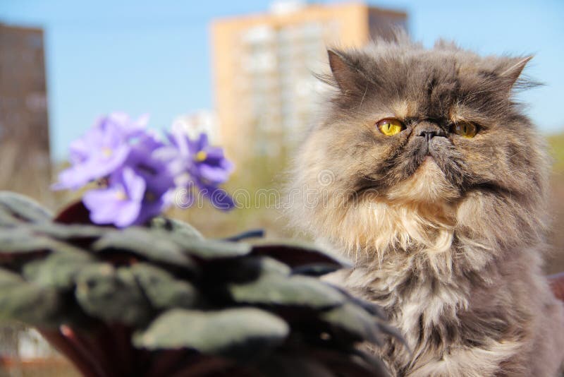 Cat and violets stock photo. Image of isolated, beauty - 30757644