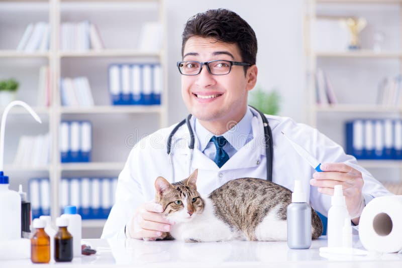 The Cat Visiting Vet for Regular Check Up Stock Image - Image of hand ...