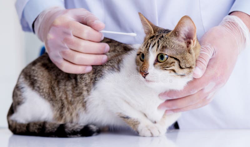 Cat Visiting Vet for Regular Check Up Stock Image - Image of clinic ...