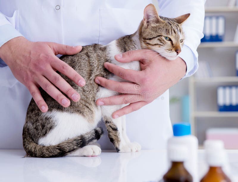 Cat Visiting Vet for Regular Check Up Stock Photo - Image of examining ...