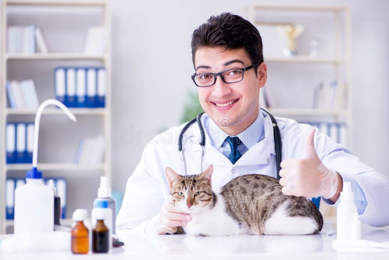 The Cat Visiting Vet for Regular Check Up Stock Image - Image of ...