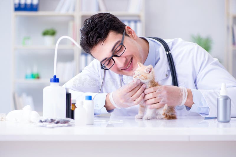 The Cat Visiting Vet for Regular Check Up Stock Photo - Image of ...