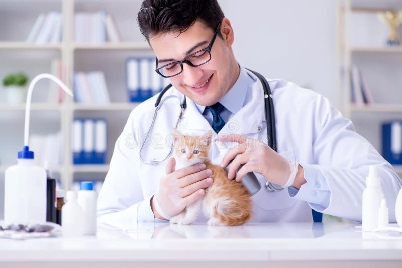 The Cat Visiting Vet for Regular Check Up Stock Photo - Image of ...