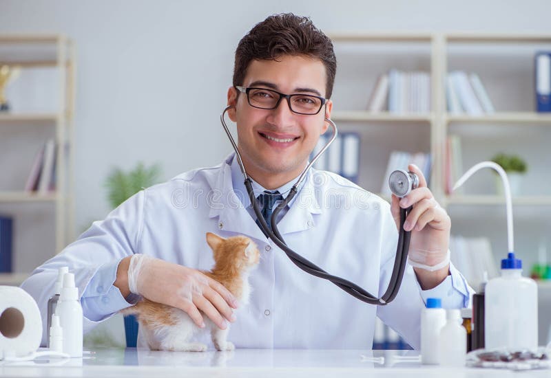 Cat Visiting Vet for Regular Checkup Stock Photo - Image of animal ...
