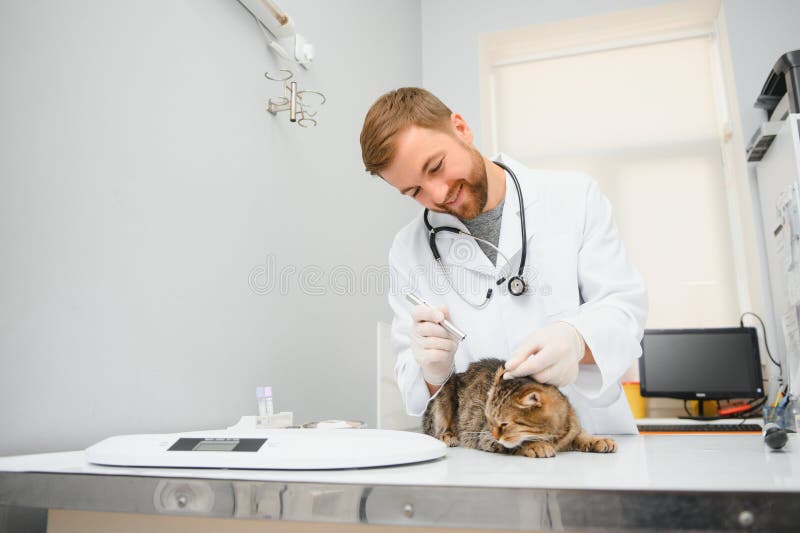 Cat Visiting Vet for Regular Checkup Stock Image - Image of care ...