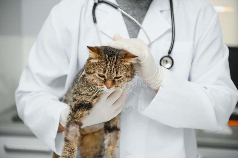 Cat Visiting Vet for Regular Checkup Stock Photo - Image of care ...