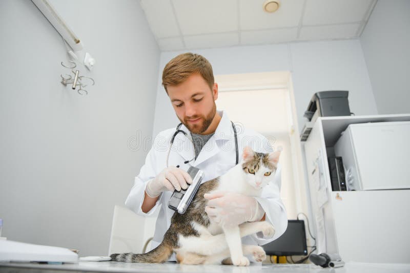 Cat Visiting Vet for Regular Checkup Stock Photo - Image of clinic ...