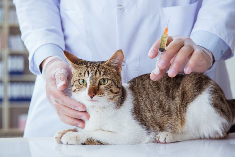 Cat Visiting Vet for Regular Checkup Stock Photo - Image of health ...