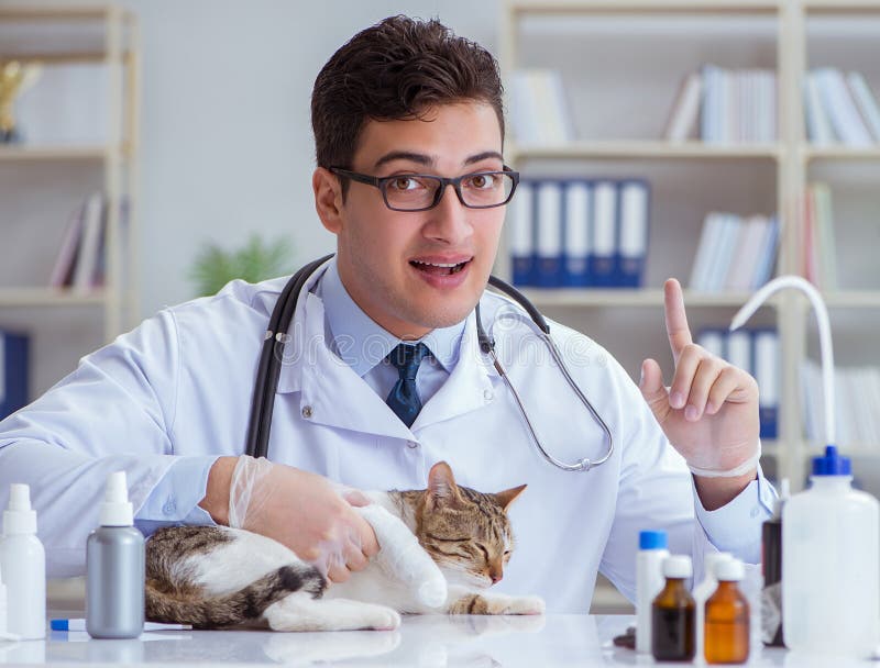 Cat Visiting Vet for Regular Checkup Stock Image - Image of domestic ...