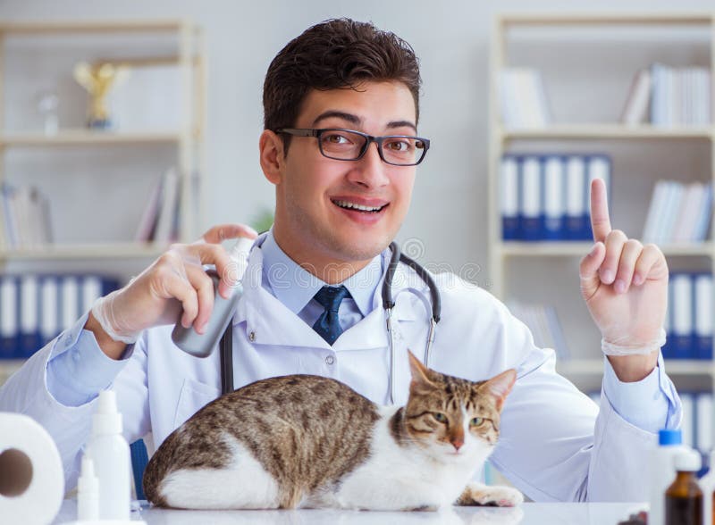 Cat Visiting Vet for Regular Checkup Stock Photo - Image of health ...